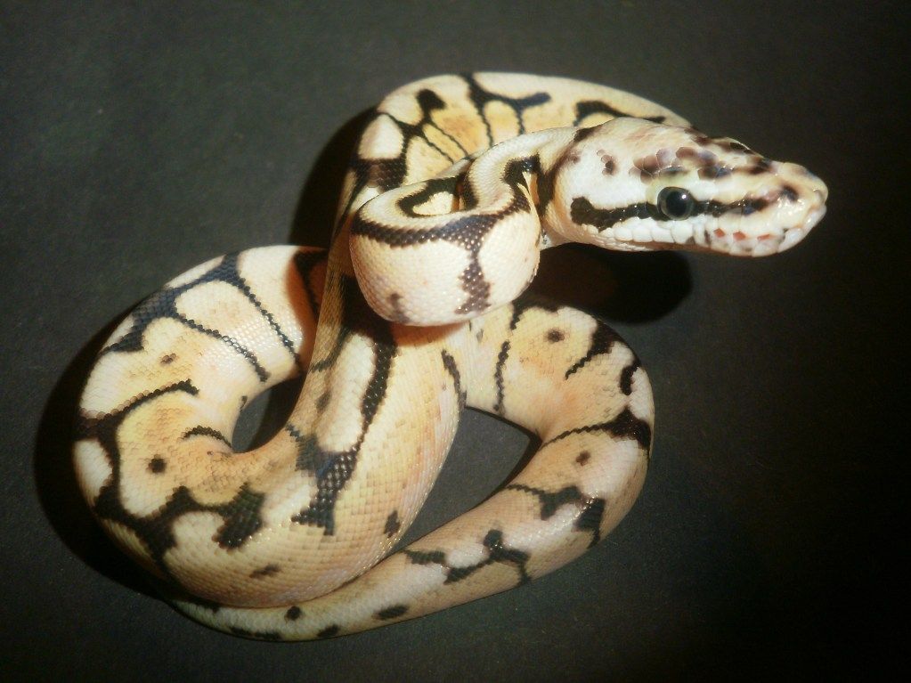 Eastern - CB12 Royal Python Hatchlings - Bumblebees, Pastels and Spiders | Reptile Forums