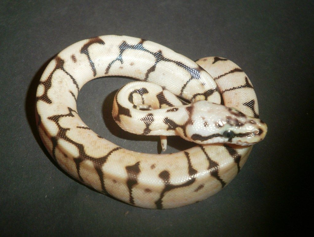 Eastern - CB12 Royal Python Hatchlings - Bumblebees, Pastels and Spiders | Reptile Forums