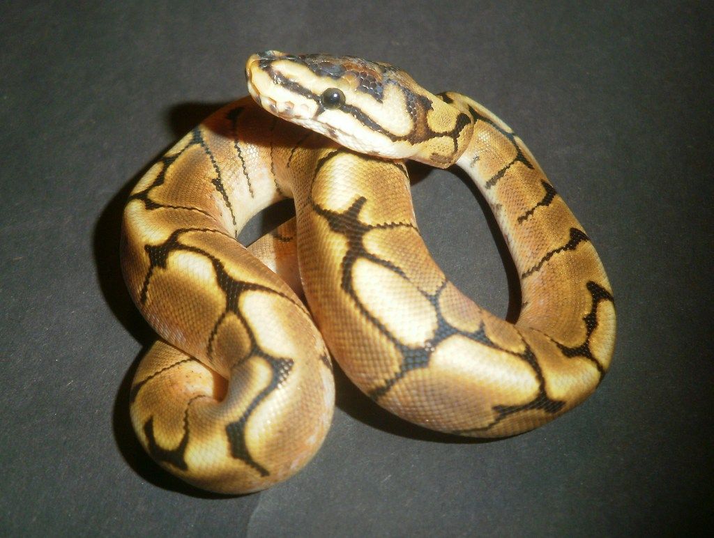 Eastern - CB12 Royal Python Hatchlings - Bumblebees, Pastels and Spiders | Reptile Forums