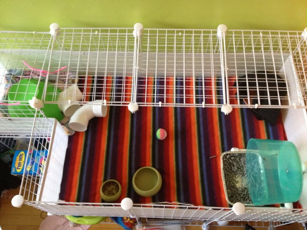 Cage Setup Examples | Page 39 | Hedgehog Central