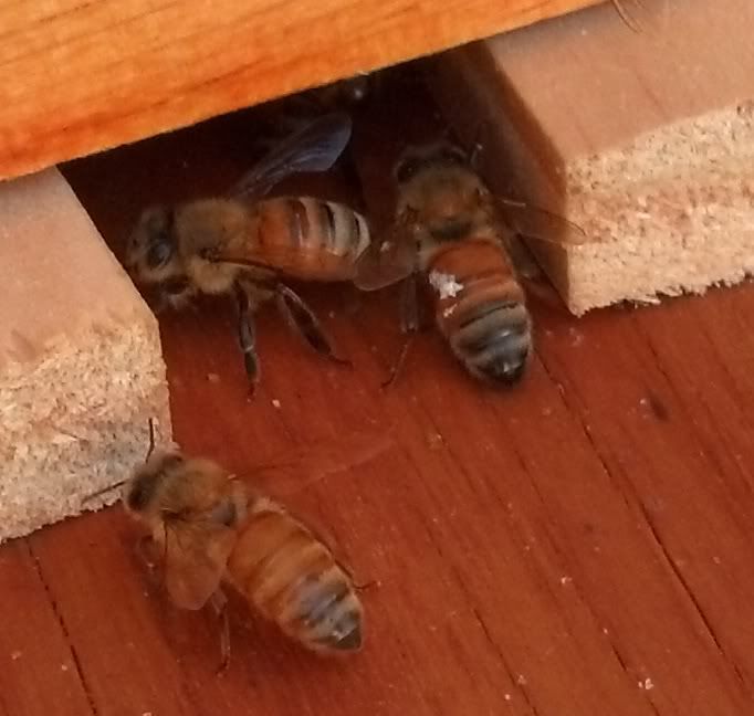 White Spots on Bees in Weak Hive | Beesource Beekeeping Forums