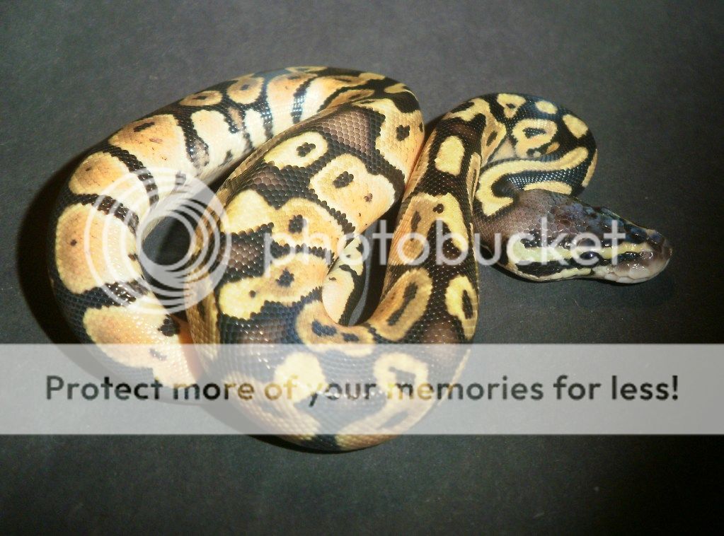 Eastern - CB12 Royal Python Hatchlings - Bumblebees, Pastels and ...