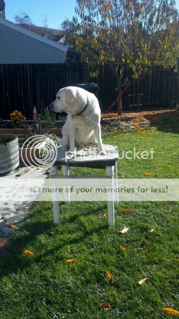 homemade dog stand | Duck Hunting Forum