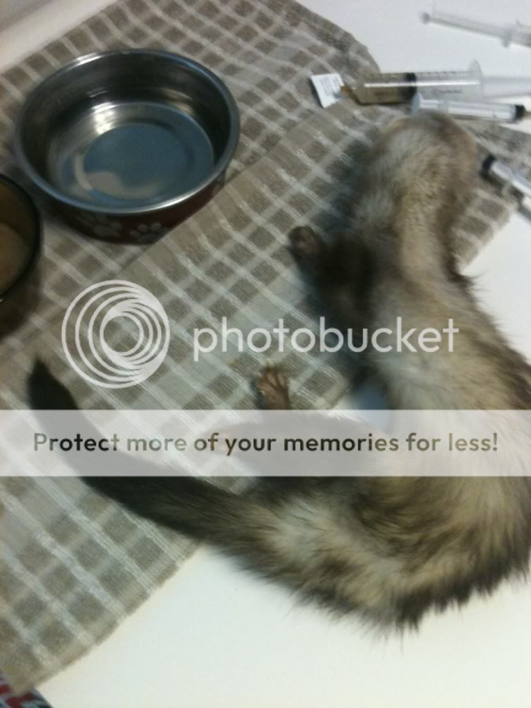 My ferret is dying, an odd situation and a request for advice : r/ferrets