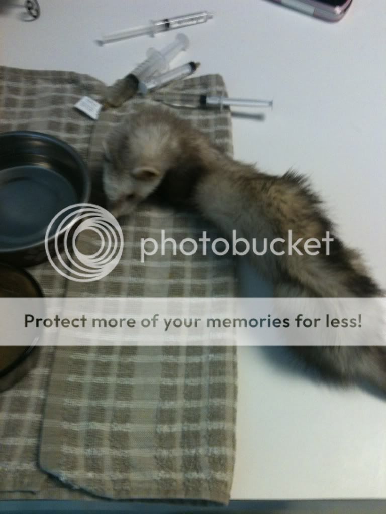 My ferret is dying, an odd situation and a request for advice : r/ferrets