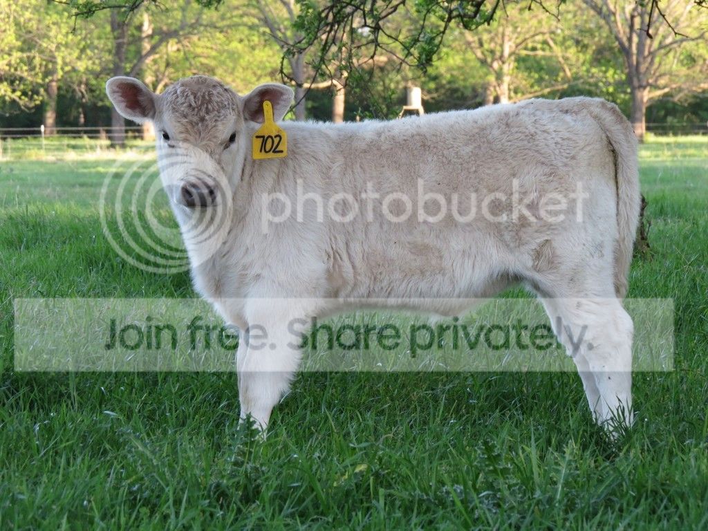 Some Murray Grey Calves | CattleToday.com - Cattle, Cow & Ranching ...
