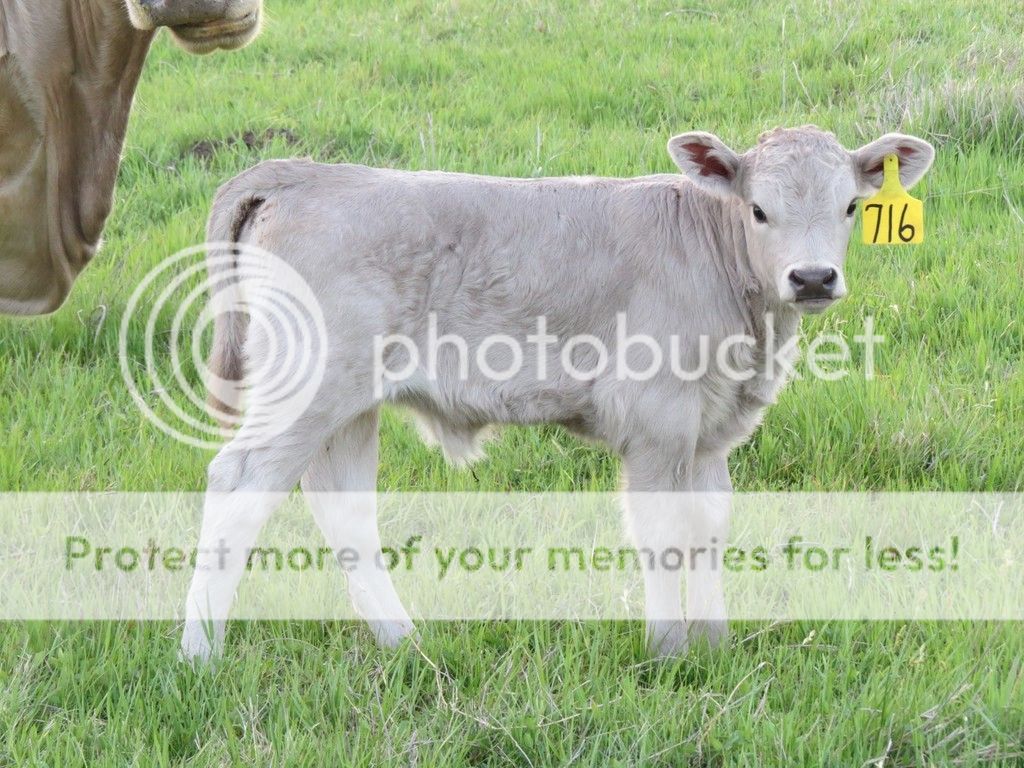 Some Murray Grey Calves | CattleToday.com - Cattle, Cow & Ranching ...