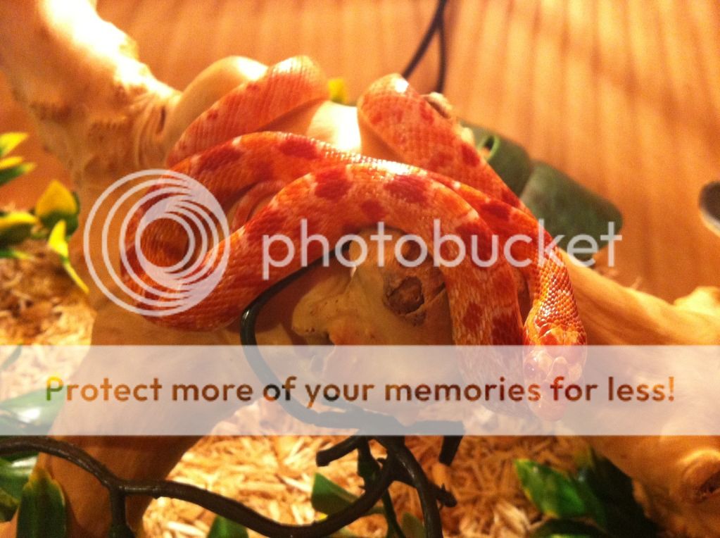 Corn snakes and climbing | Reptile Forums